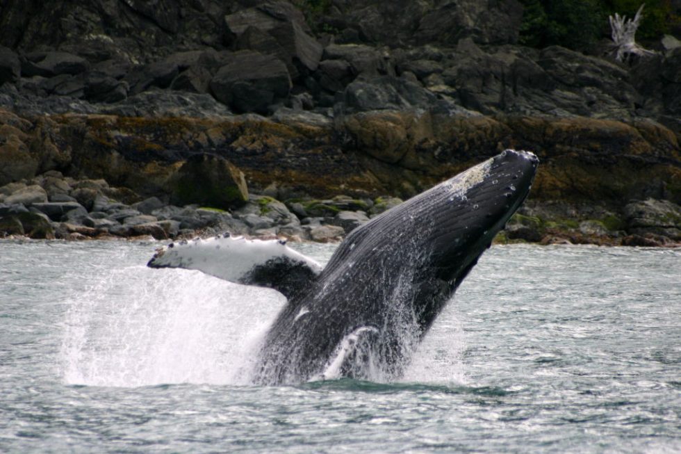 What animal has the longest arms in the world? - Fjord Express to ...